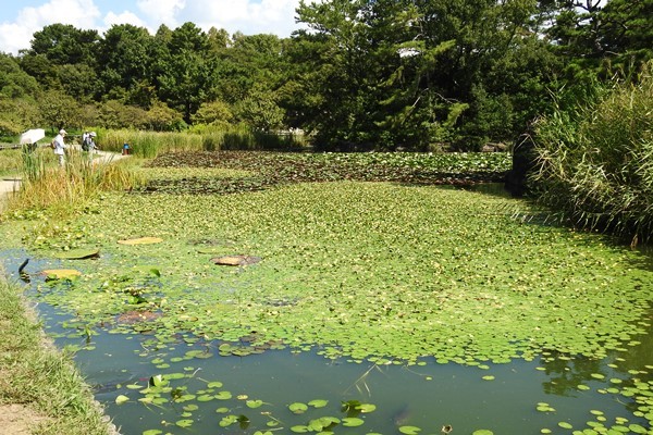 長居植物園 （2022.Oct.） ①: 芳郎のスペース（yoppy702）