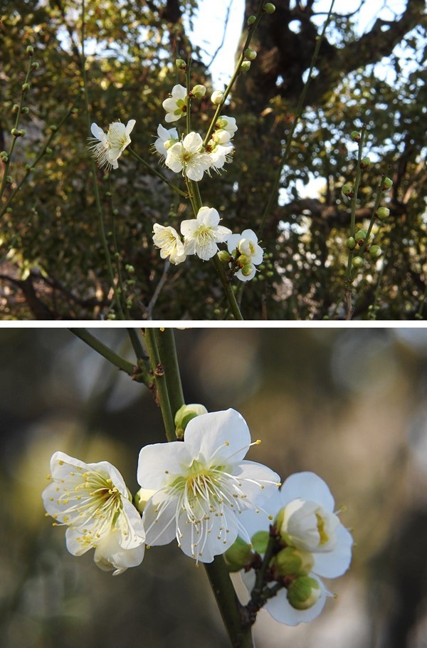 大阪城公園 ～ 早咲き梅、ロウバイ 他（2023）: 芳郎のスペース（yoppy702）