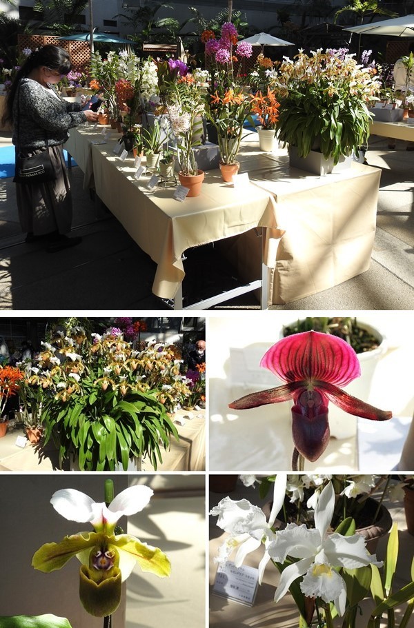 鶴見緑地（2023 Mar.） ② ～ 咲くやこの花館 「ラン展」: 芳郎のスペース（yoppy702）