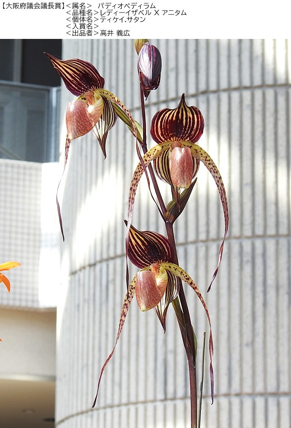 鶴見緑地（2023 Mar.） ② ～ 咲くやこの花館 「ラン展」: 芳郎のスペース（yoppy702）