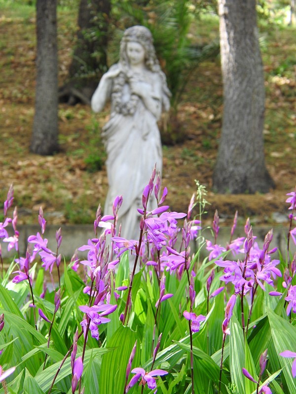 鶴見緑地（2023 Apr.） ④＜LAST＞ ～ シラン、アオサギの雛 他: 芳郎のスペース（yoppy702）