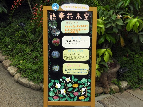 鶴見緑地（2023 Jun.） ③＜LAST＞ ～ 咲くやこの花館＜後半＞: 芳郎のスペース（yoppy702）