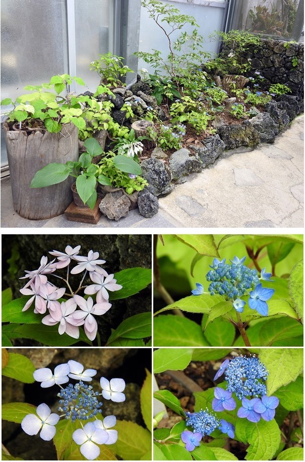 鶴見緑地（2023 Jun.） ③＜LAST＞ ～ 咲くやこの花館＜後半＞: 芳郎のスペース（yoppy702）