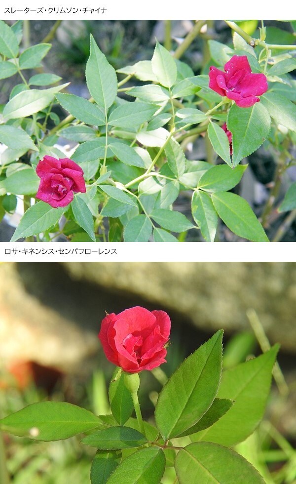 浜寺公園 ＜Ⅲ＝LAST＞ ～ バラ（2023）②、その他: 芳郎のスペース（yoppy702）