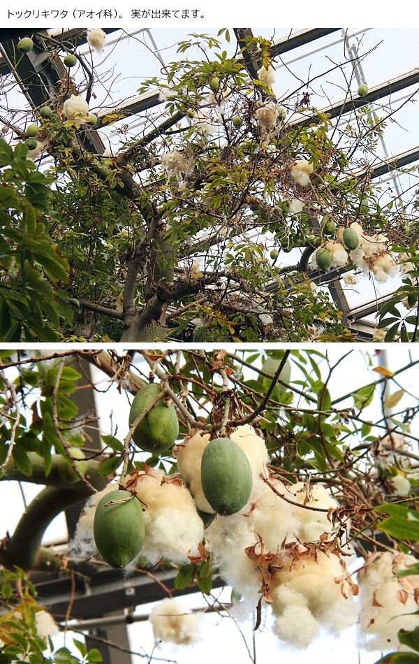 咲くやこの花館で、心も身体もホッカホカ （2024 Jan.）＜Ⅱ＞ ～ 熱帯雨林室 ②、熱帯花木室: 芳郎のスペース（yoppy702）