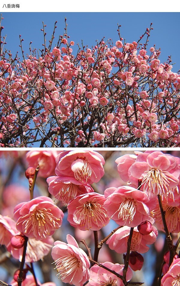 長居植物園（2024.Feb.） ①: 芳郎のスペース（yoppy702）