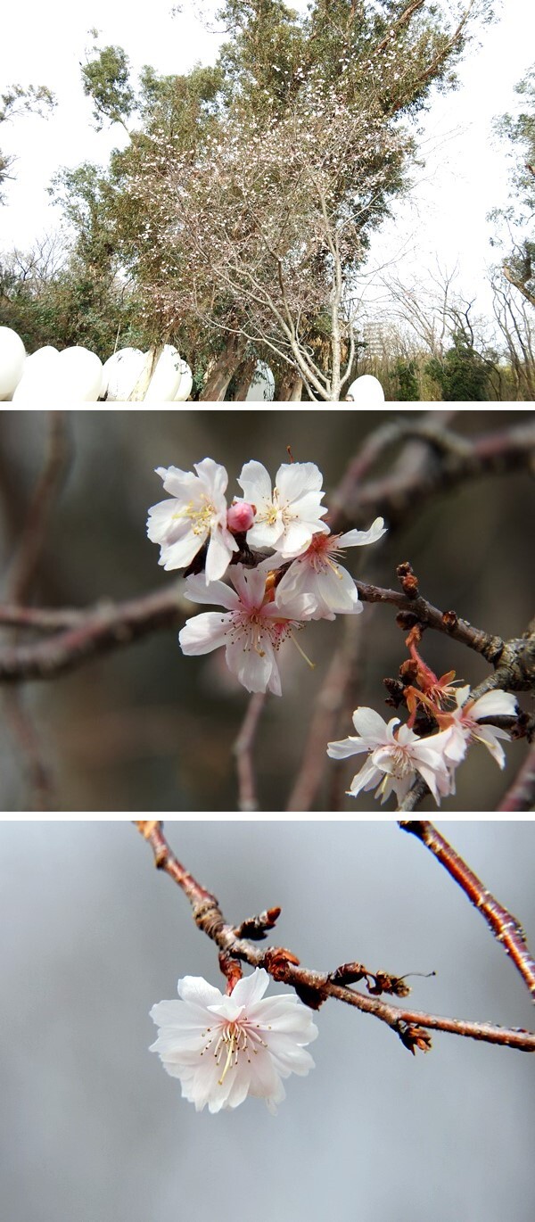 長居植物園（2024.Feb.） ③＝LAST: 芳郎のスペース（yoppy702）