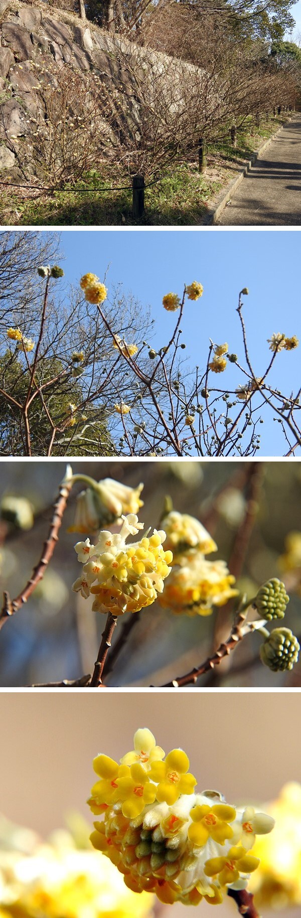 錦織公園 ＜2024.Feb＞ ③＝LAST ～セリバオウレン、葉痕 他: 芳郎のスペース（yoppy702）