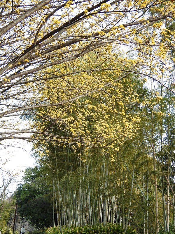 鶴見緑地（2024 Mar.）① ～ 早咲きの桜三種 他: 芳郎のスペース（yoppy702）