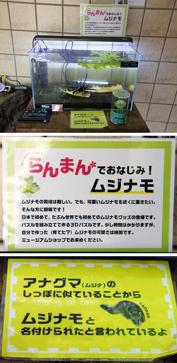鶴見緑地（2024 Mar.）③ ～ 咲くやこの花館＜熱帯花木室 ②、乾燥地植物室＞: 芳郎のスペース（yoppy702）