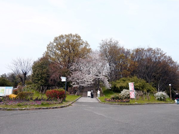 鶴見緑地（2024 Apr.）② ～ 「風車の丘」のネモフィラ 他: 芳郎のスペース（yoppy702）