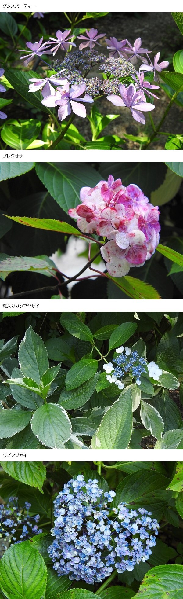 長居植物園（2024.Jun.） ② ～ アジサイ園 他: 芳郎のスペース（yoppy702）