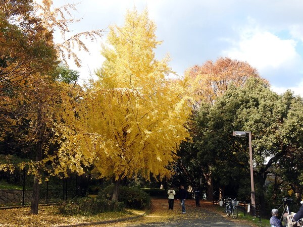 鶴見緑地（2024 Dec.） ～ メタセコイアなんかの紅葉 他 ①: 芳郎のスペース（yoppy702）