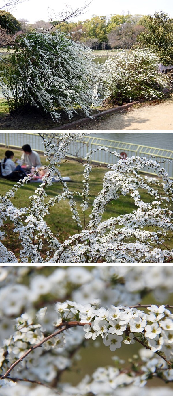 長居植物園（2025.Mar.）① ～早咲き桜など: 芳郎のスペース（yoppy702）