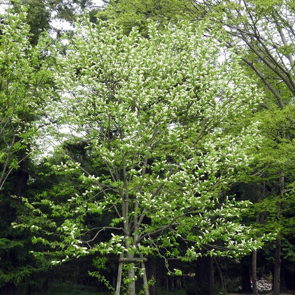 長居植物園（2025.Apr.）③ ＝LAST ～ セイヨウシャクナゲなど: 芳郎のスペース（yoppy702）