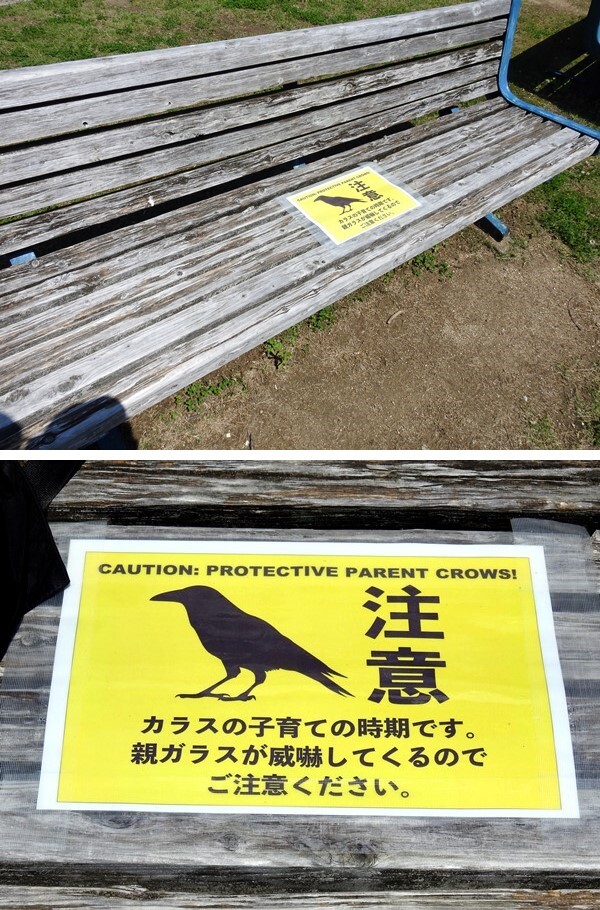 長居植物園（2025.Jun.）② ～アジサイなど: 芳郎のスペース（yoppy702）