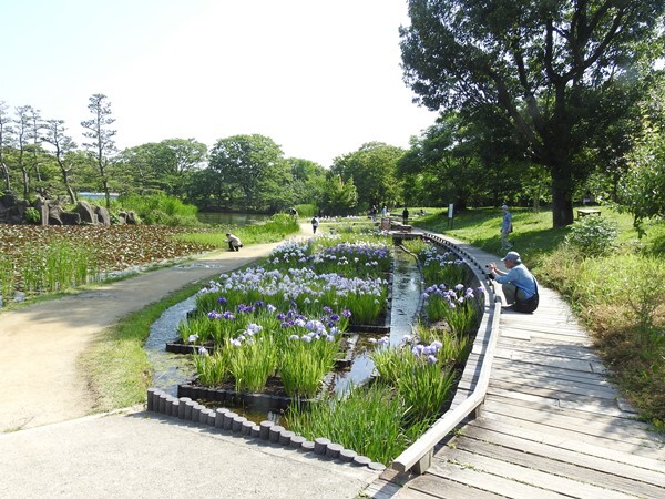 長居植物園（2025.Jun.）③=LAST ～アジサイ園フォトスポット、ハナショウブなど: 芳郎のスペース（yoppy702）
