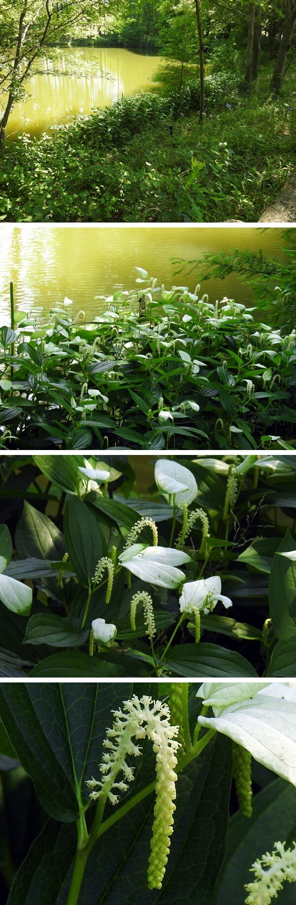 長居植物園（2025.Jun. 2nd）③=LAST ～モクゲンジ、チョウトンボ 他: 芳郎のスペース（yoppy702）