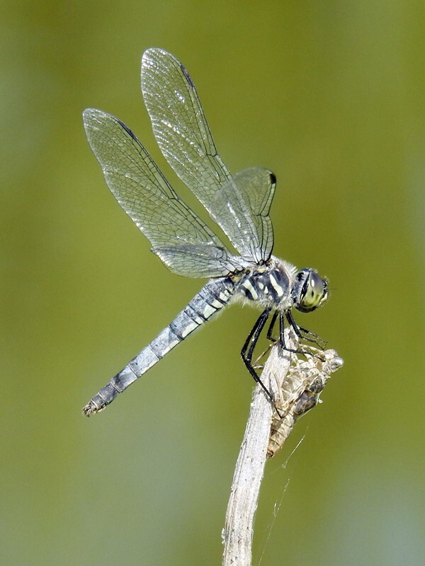 長居植物園（2025.Jun. 2nd）③=LAST ～モクゲンジ、チョウトンボ 他: 芳郎のスペース（yoppy702）