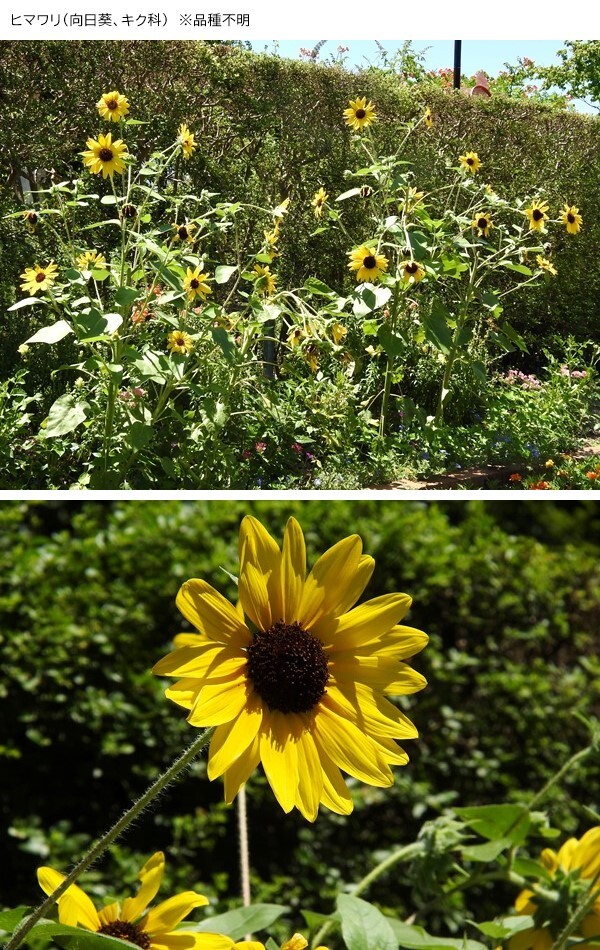 大泉緑地（2025.Jul.） ③ ～ ふれあいの庭 他: 芳郎のスペース（yoppy702）