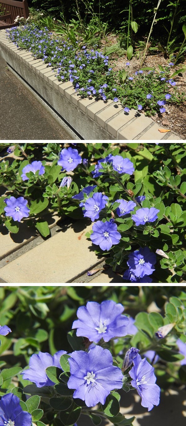 大泉緑地（2025.Jul.） ③ ～ ふれあいの庭 他: 芳郎のスペース（yoppy702）